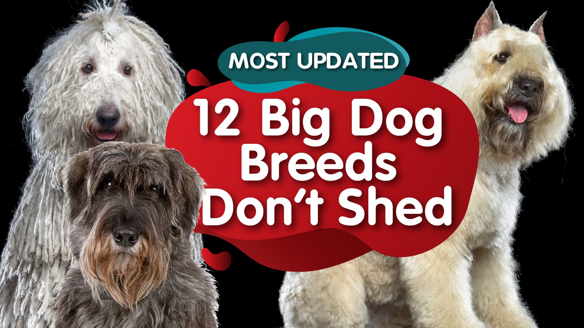 Dog Breeds That Don’T Dig _ Types Of Dogs That Love To Dig – ACTNCI