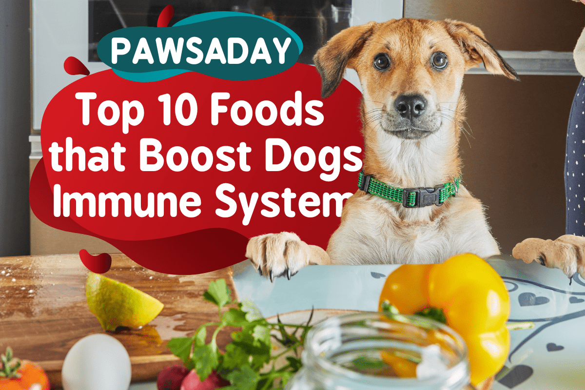 Top 10 Amazing Foods that Boost Dogs Immune System