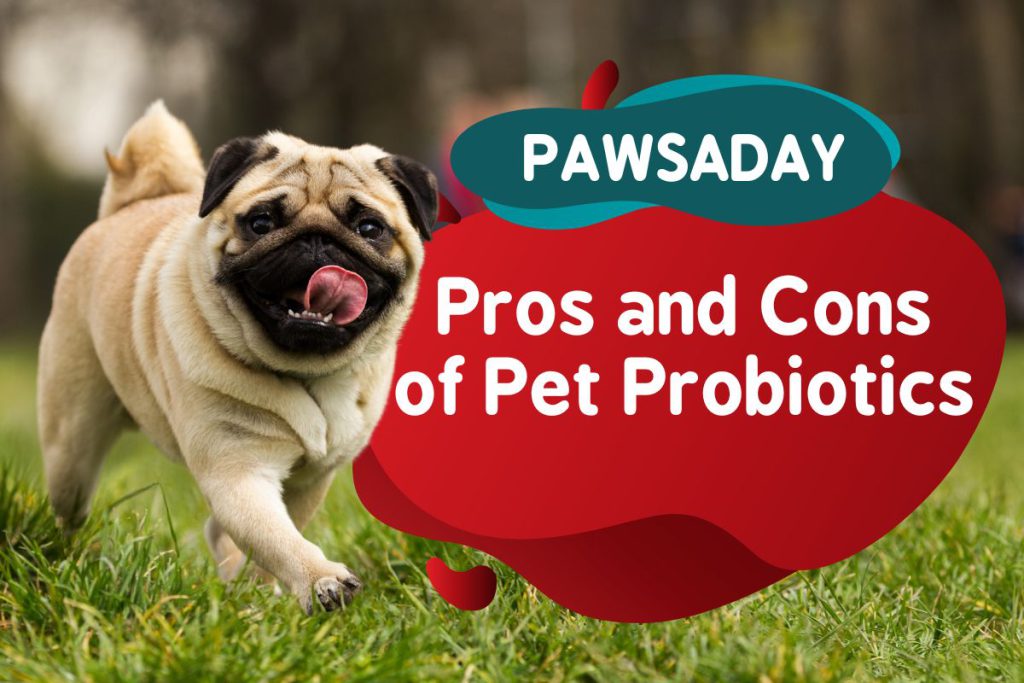 The Pros And Cons Of Pet Probiotics That You Must Know The Pros And Cons Of Pet Probiotics That You Must Know